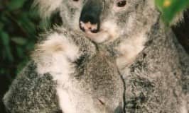 Animal Play Archives - Page 3 of 4 - Mother Natured