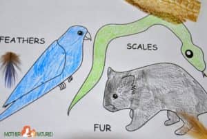 Fur, Feather and Scales Activities for Kids - Mother Natured
