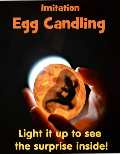 An egg candling activity for curious kids! - Mother Natured