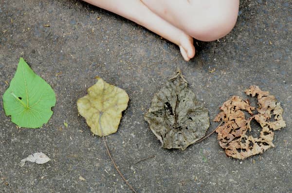 Learning about Biodegradable and Non-biodegradable Materials