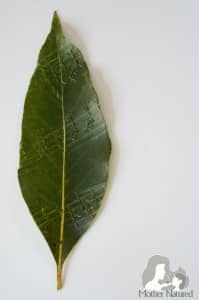 How to emboss nature to create stunning texture and patterns