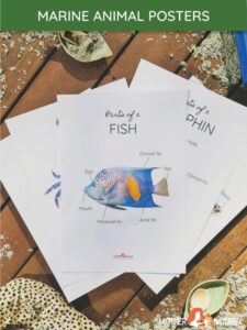 Ocean Animal Posters - Mother Natured